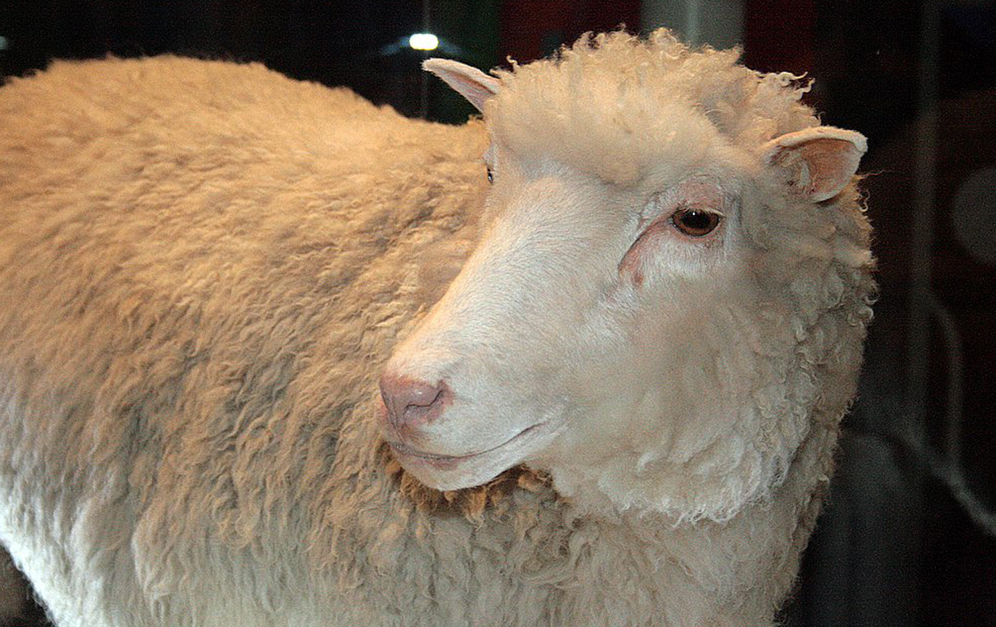 July 5, 1996: Dolly the Sheep Is Born, the First Mammal Produced by ...