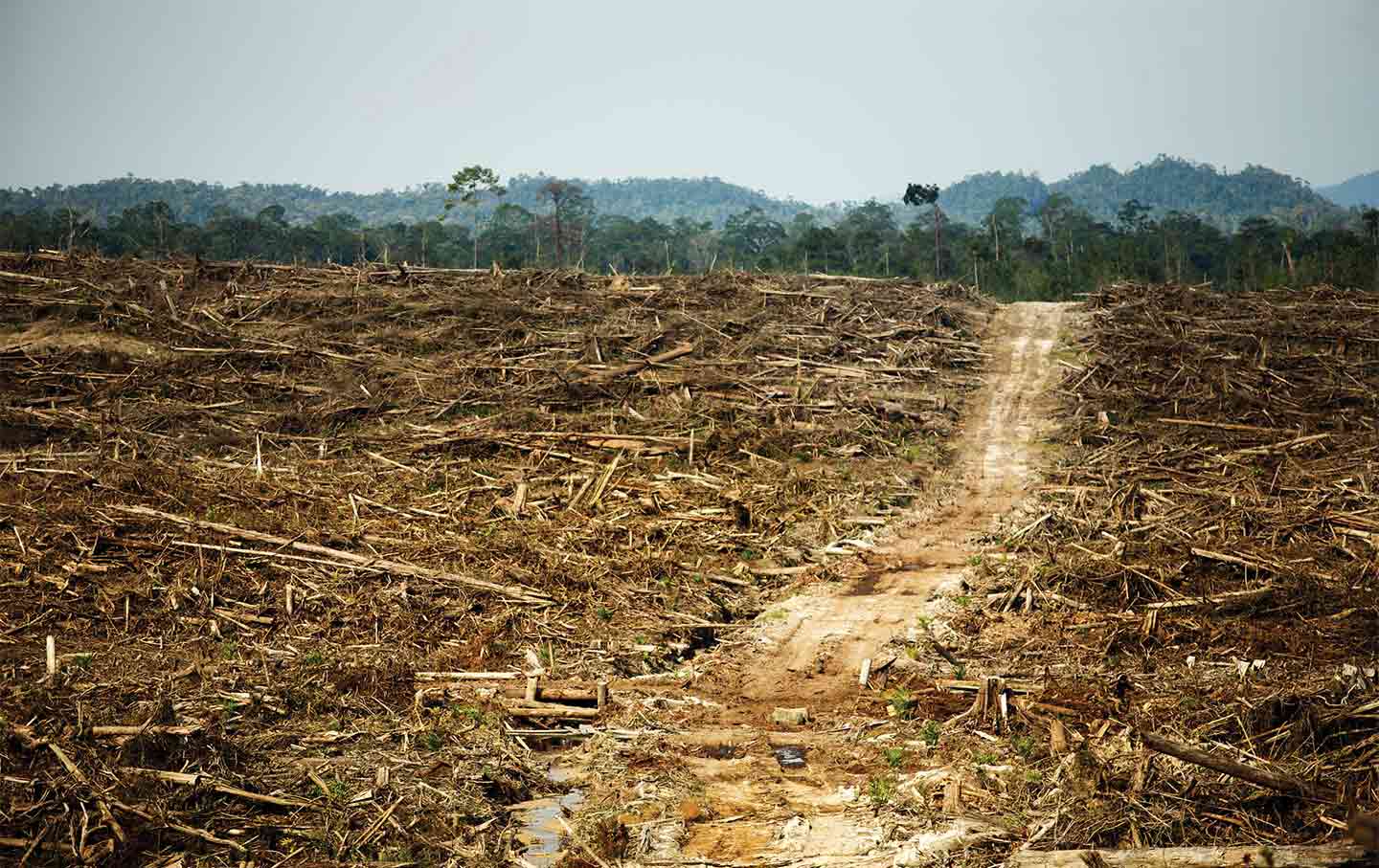 Can Psychedelics Treat Climate Grief? | The Nation