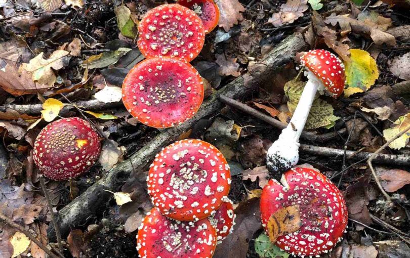 Maria Margaronis | The Nation