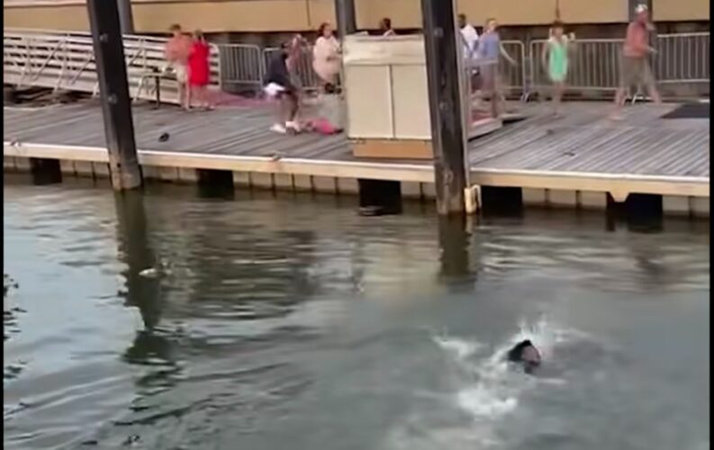 How Black People Won the Battle of Montgomery | The Nation