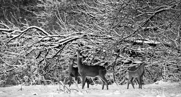 How Wisconsin Lost Control of the Strange Disease Killing Its Deer ...