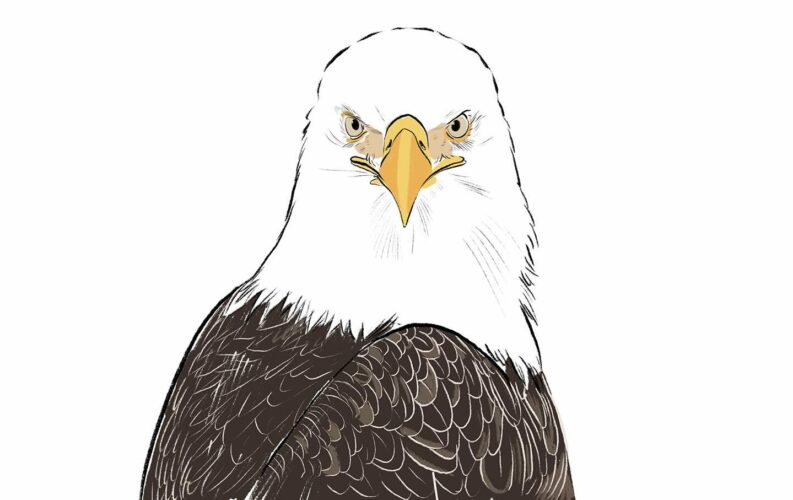 The Bald Eagle Perfectly Embodies America’s Flaws | The Nation